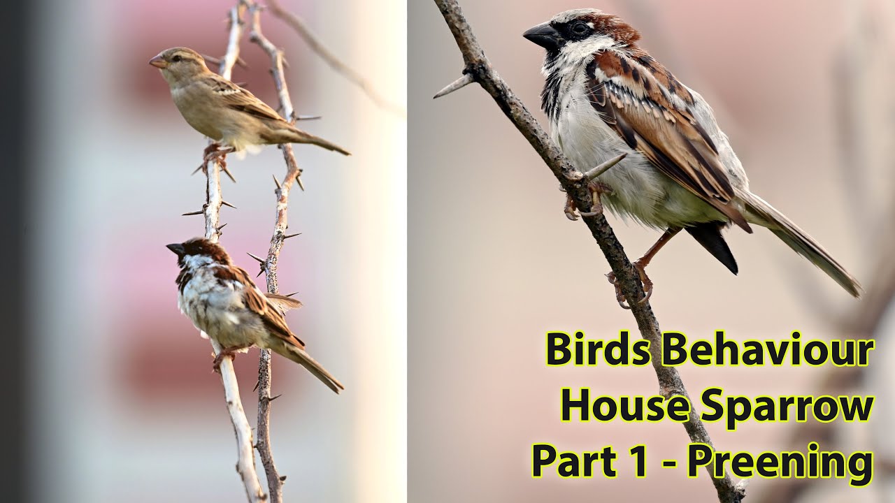 Bird Activities | House Sparrow | Preening - YouTube