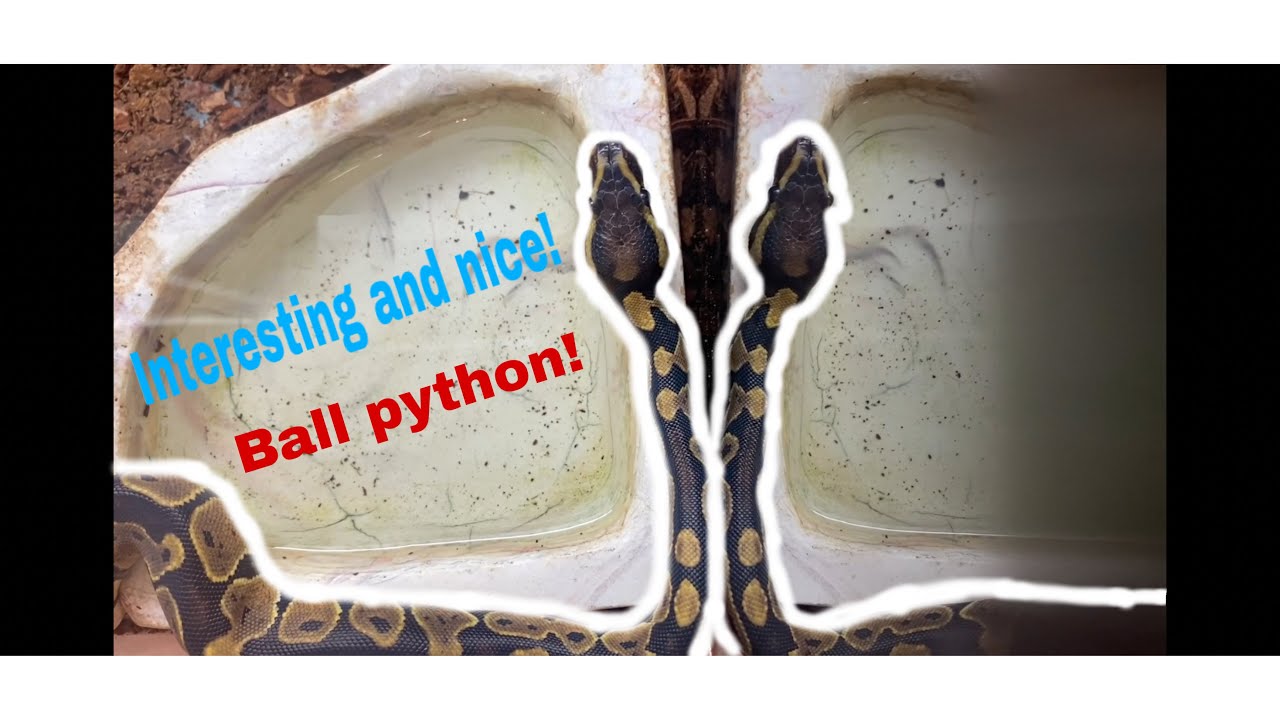 Interesting and useful facts about ball pythons - YouTube