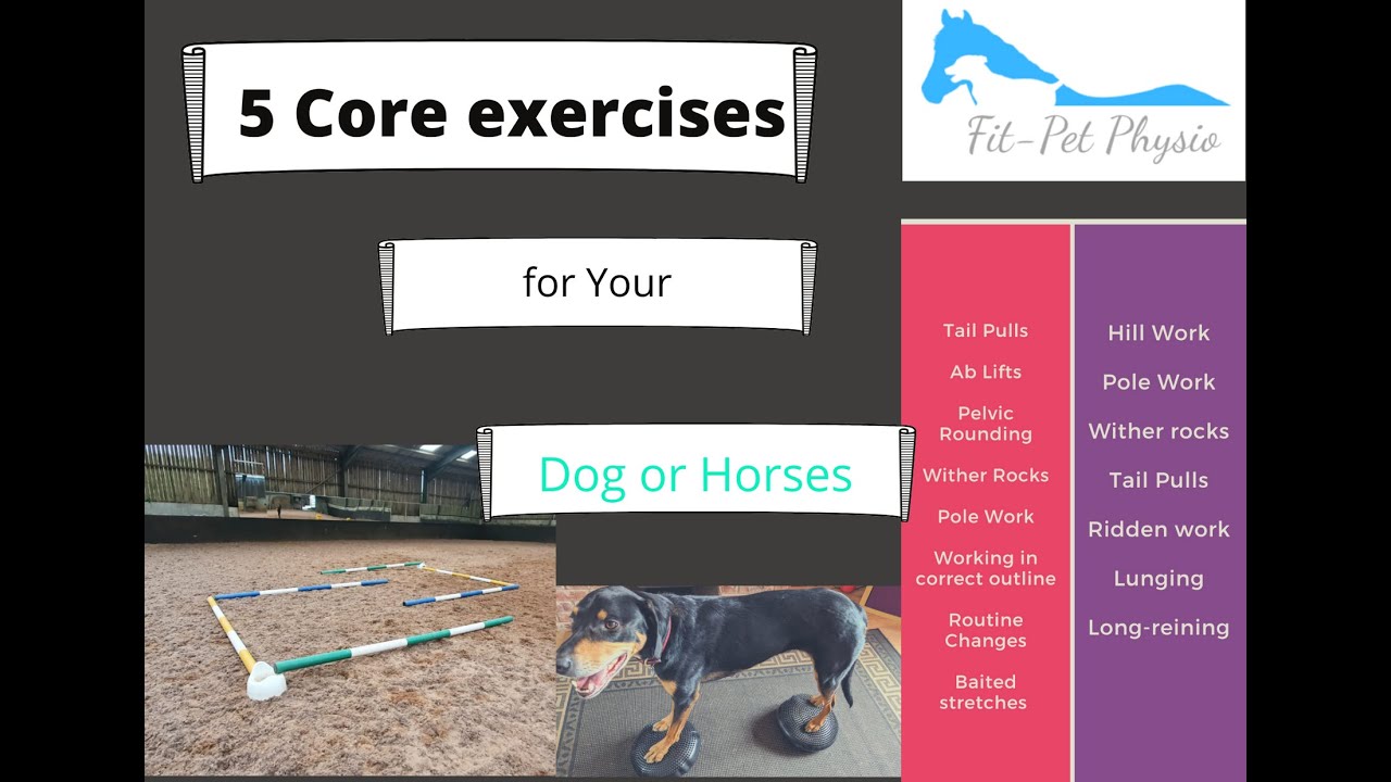 5 Simple Core Exercises for Dogs and Horses - YouTube