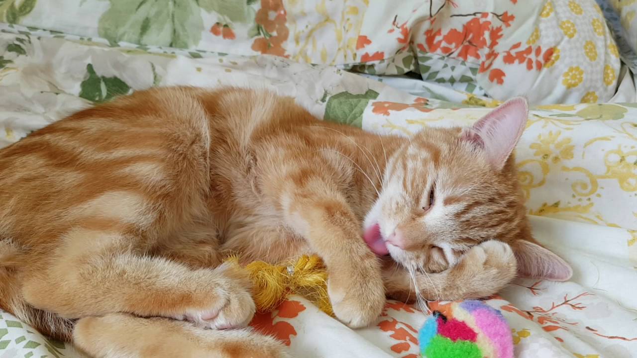 Cleo playing with her toys - YouTube