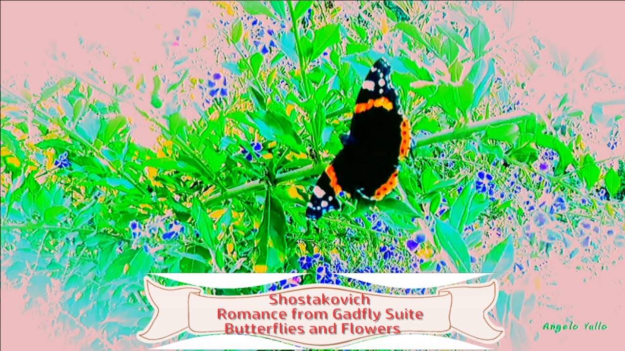 Shostakovich Romance from Gadfly Suite Butterflies and Flowers - YouTube