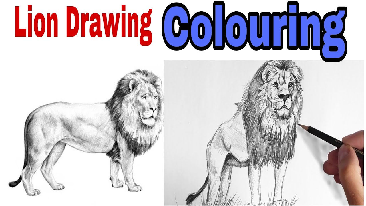 Lion Drawing colour/ drawing easy / lion drawing drawing step bt step ...