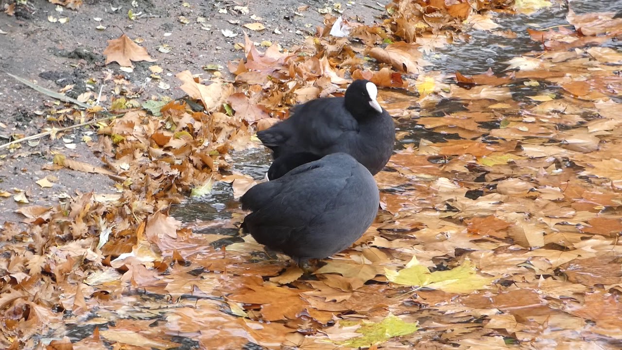 Coots preening in dead leaves - YouTube