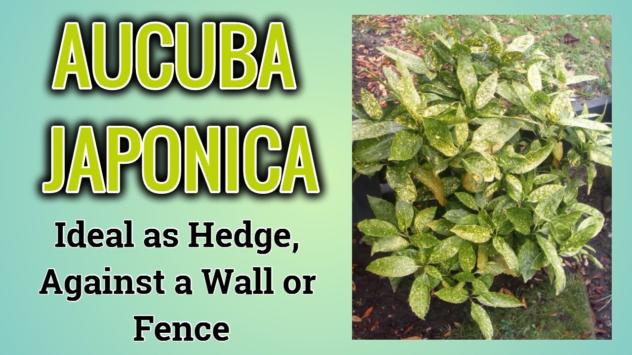 Aucuba Japonica : How To Care For This Amazing Low Maintenance Shrub ...