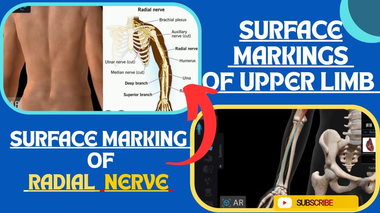 Surface Marking of Radial Nerve | Radial Nerve | Surface Marking of ...