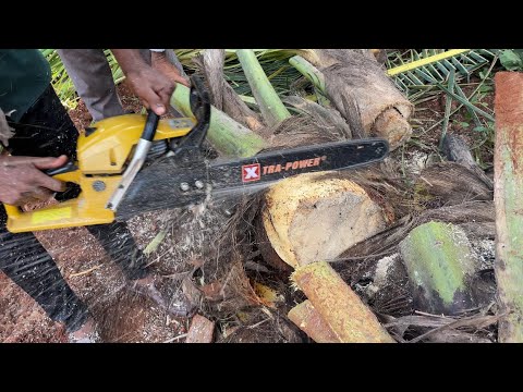 AMAZING COCONUT TREE CUTTING 🔥|| COCONUT BRINE CUTTING WITH CHAIN SAW ...