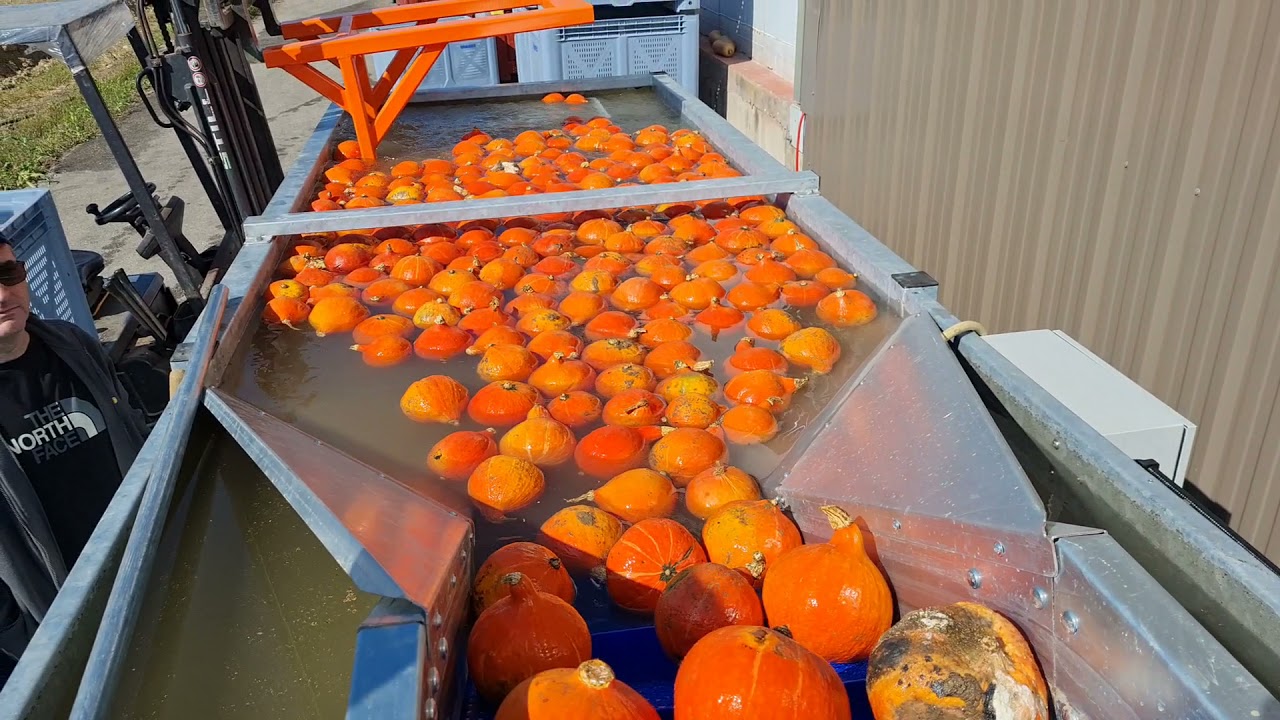 Chaine de Lavage pour courges Michalak - YouTube