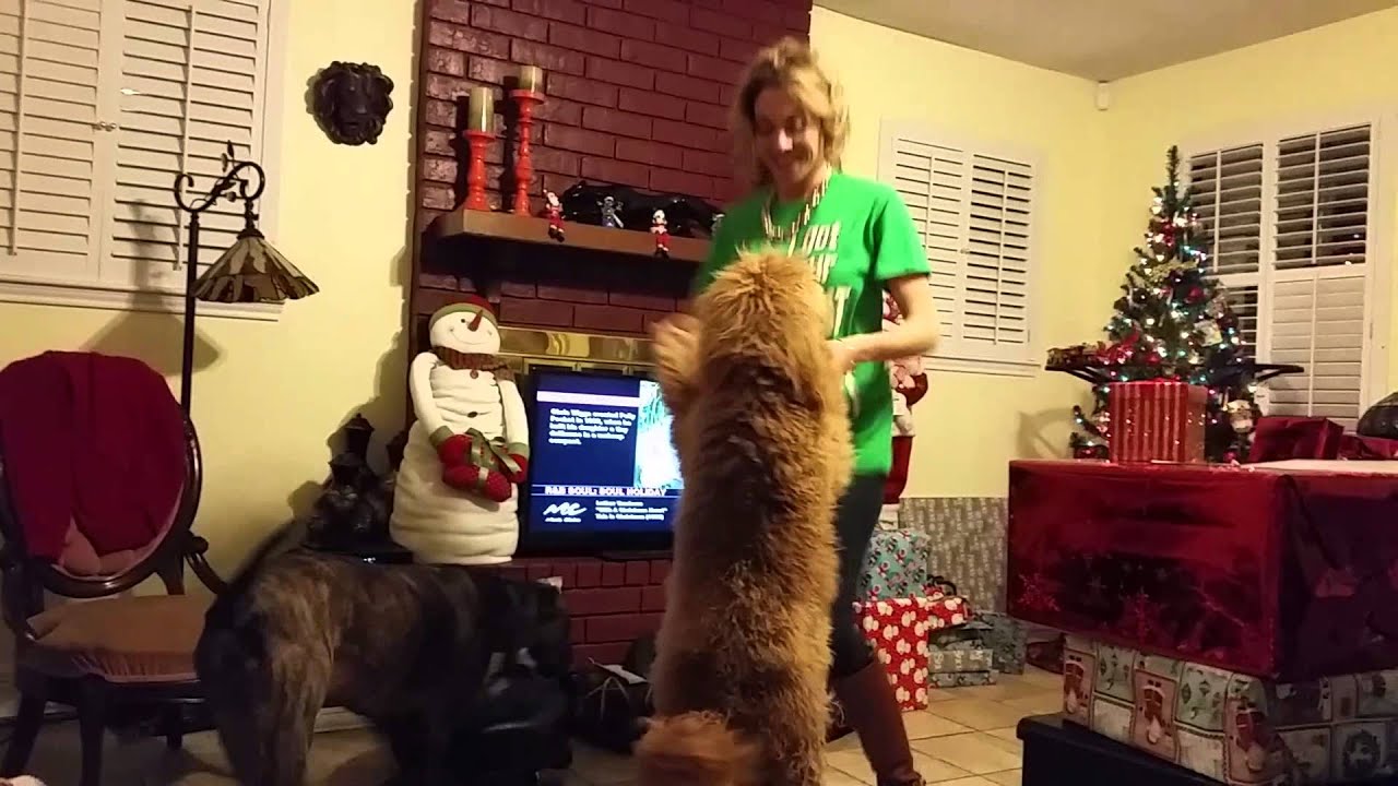 Dancing Goldendoodle on Christmas Eve - YouTube