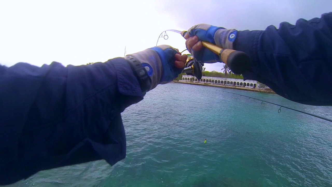 Pesca de Cojinua Azul / Bar Jack Fishing - YouTube