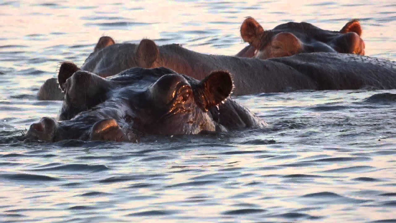 A Bloat of Hippos. Gets a bit scary at the end! - YouTube