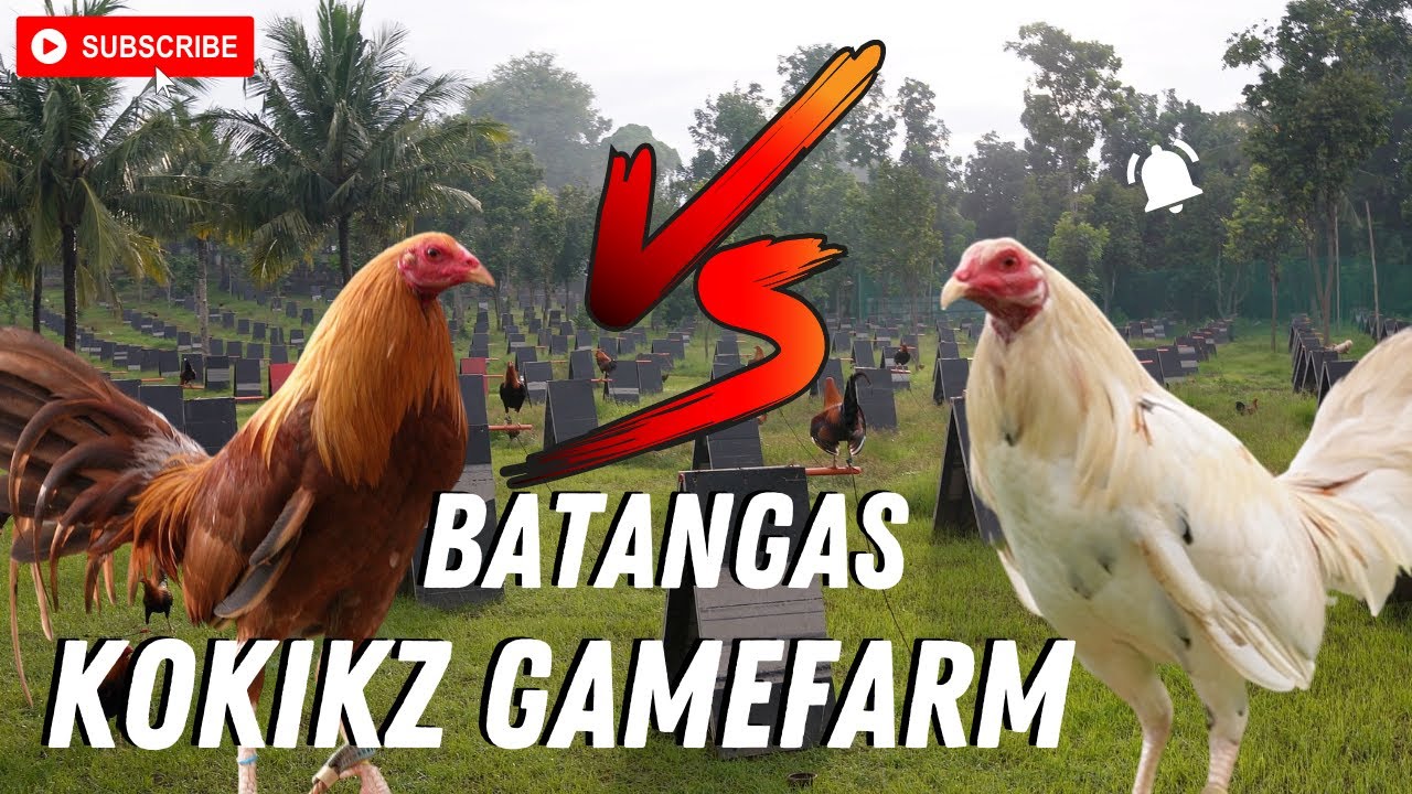 Farmboy's Dream | Kokikz Gamefarm | Sabong - YouTube