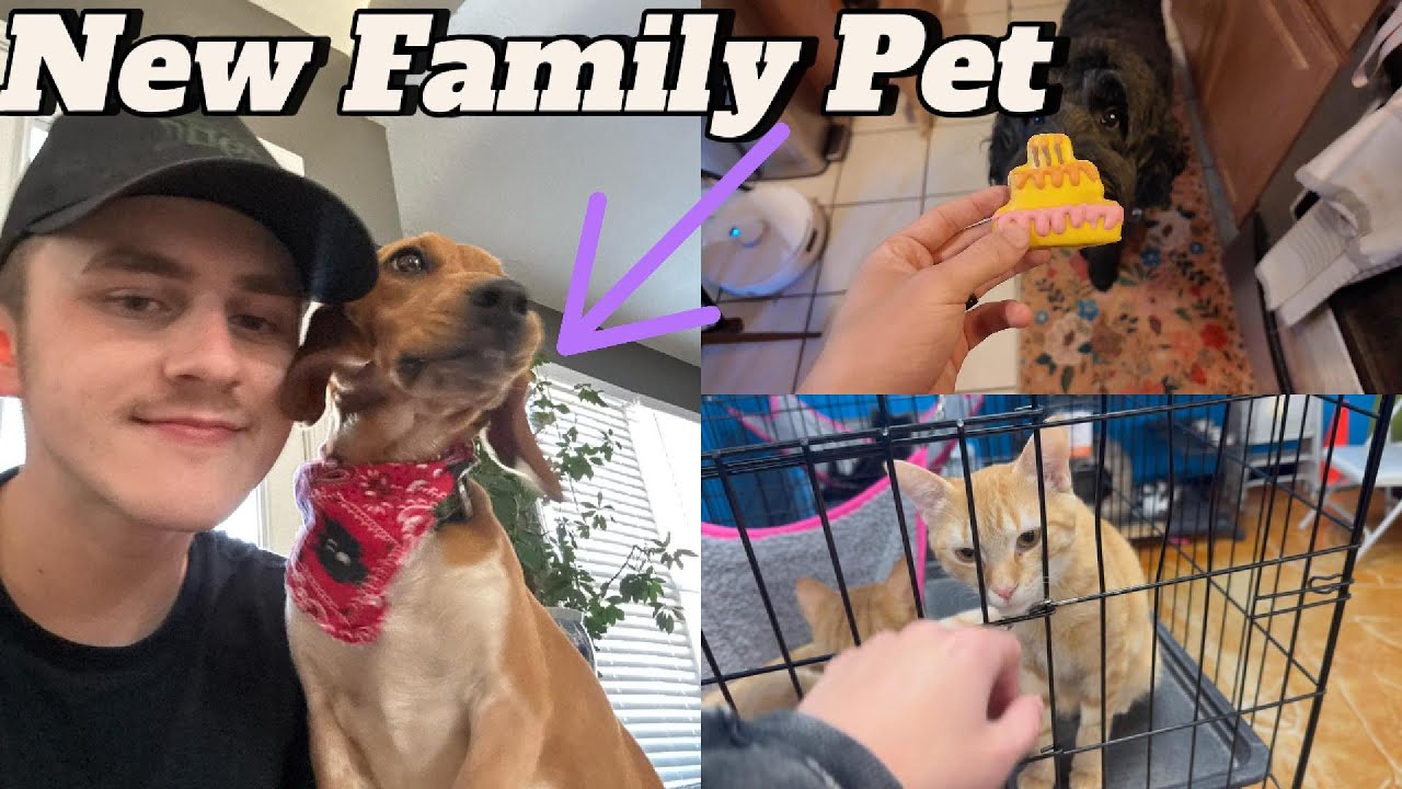A new dog? | Adopting a new dog & Celebrating Carter's Birthday (Daily ...