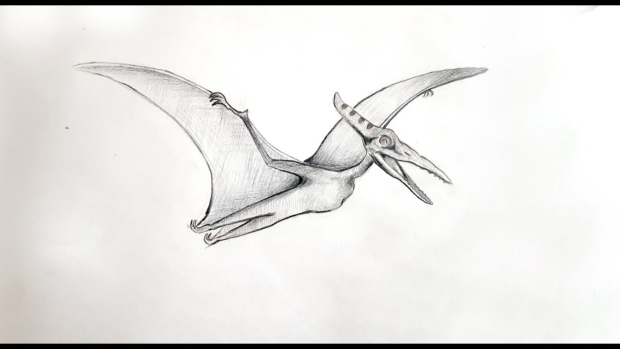 How to Draw Dinosaurs - Pterodactyl! - YouTube
