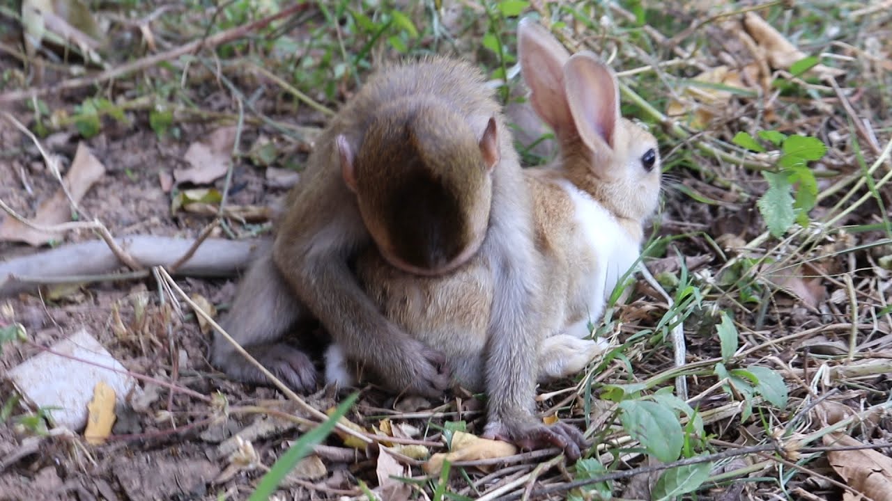 Lovely Baby Rabbit Hugging And Kissing Monkey Nona Very Sweet - YouTube