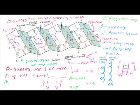 Biochemistry Lecture 8 Protein Structures: Beta Sheets - YouTube