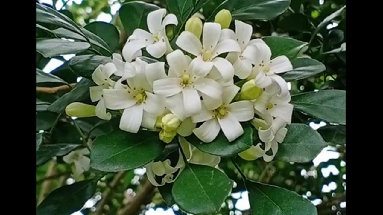 Kamini Flower - The Most Beautiful Flower Kamini - YouTube
