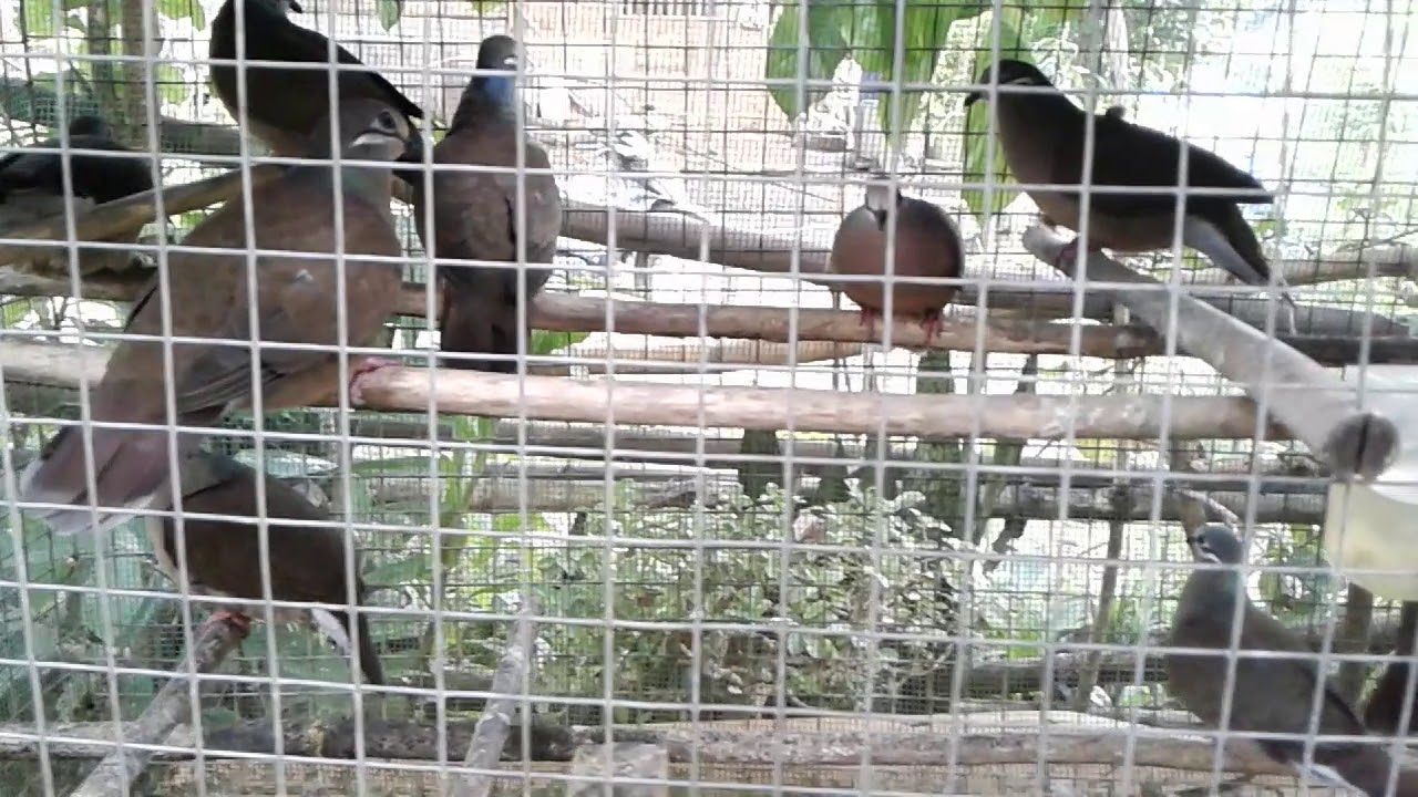 White eared brown dove; (alimukon) 5; davao7 - YouTube