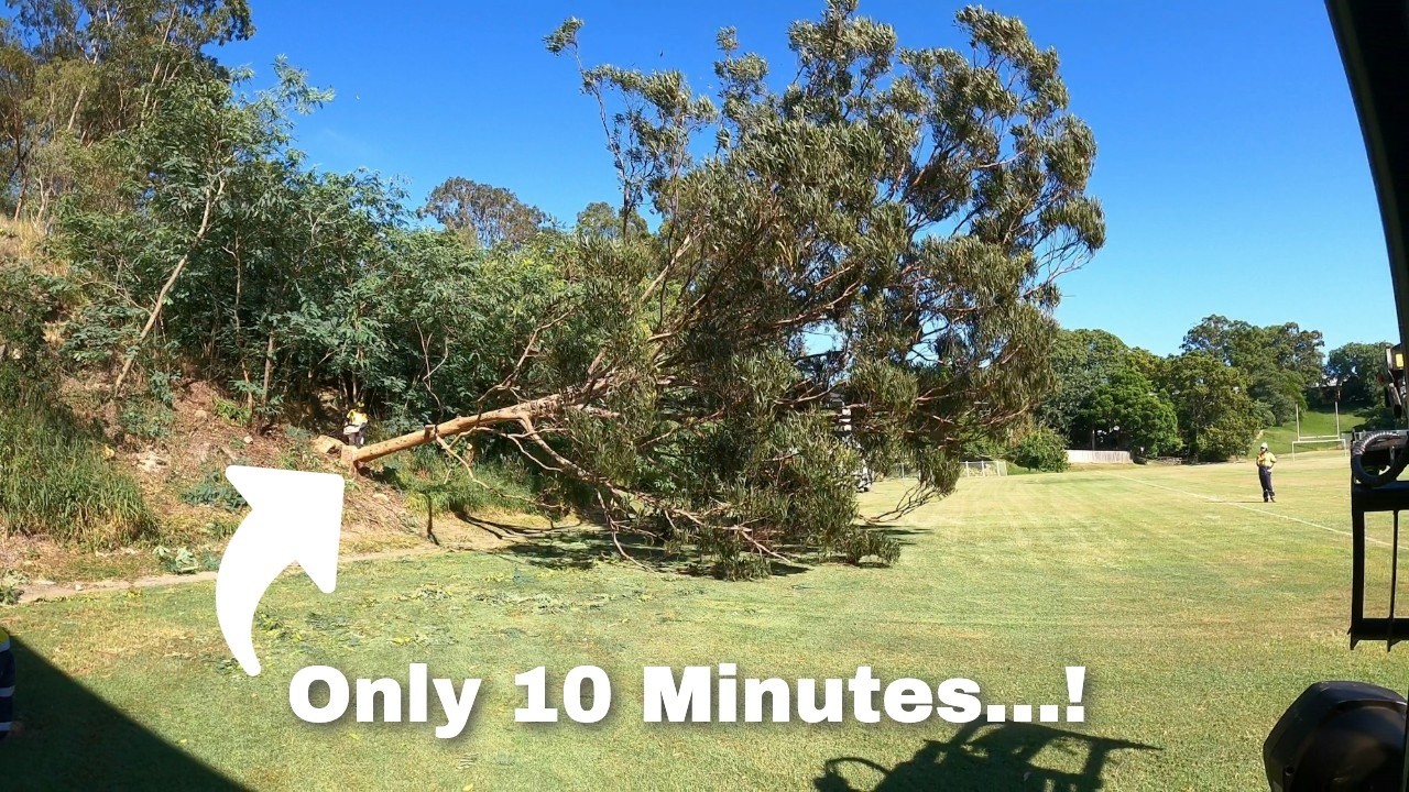 10 Minute Uncut Tree Removal... - YouTube