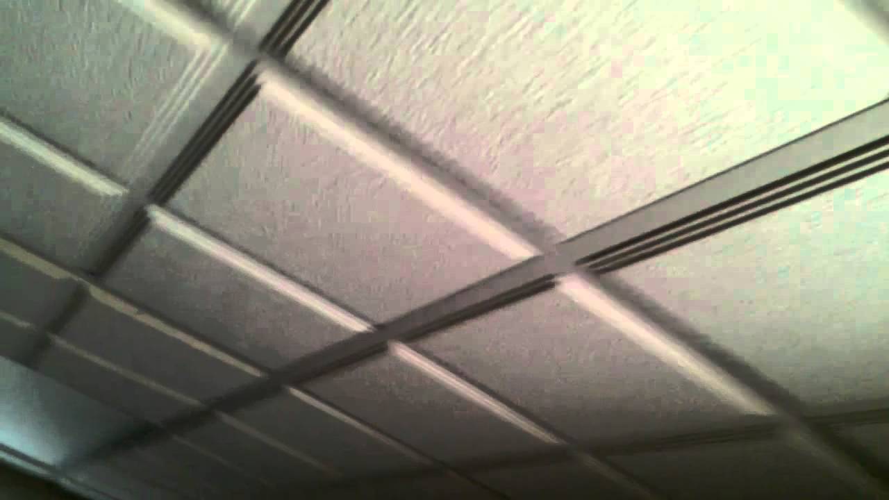 Loud Squirrels in the ceiling - YouTube