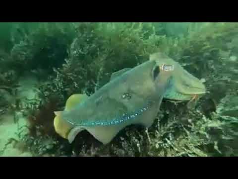 Une seiche aux capacités de camouflage incroyables - YouTube