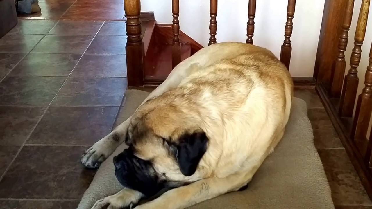 English Mastiff - Carlos - still howling with sirens test - YouTube