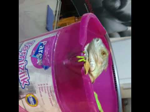 Doldur be meyhaneci jok / Jok taste in music