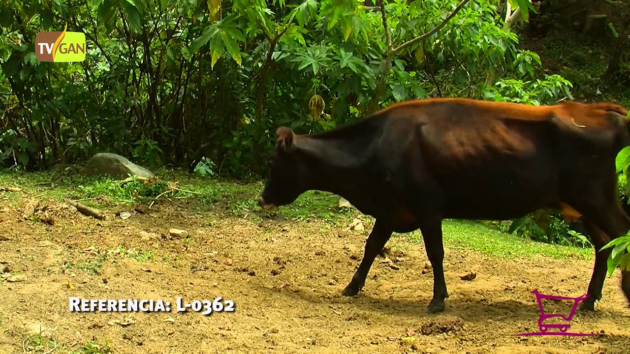 2014: VACA PARIDA ESP. TIPO LECHE, PESO 360 KG, SAN CRISTOBAL ...