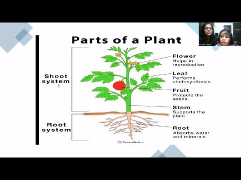 Parts of plants | Plant Parts and Functions| Root & Shoot System of ...
