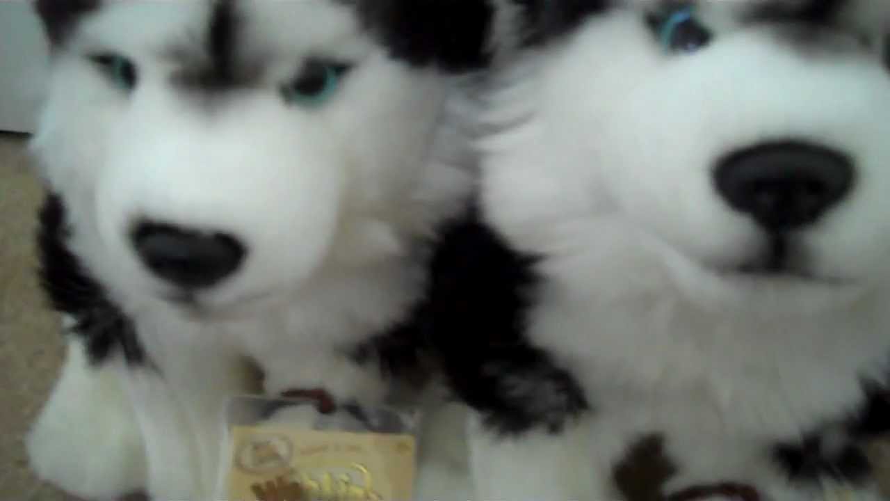 OMG... Webkinz Signature Siberian Husky - YouTube