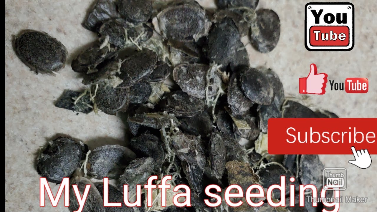 My Luffa seeding - YouTube