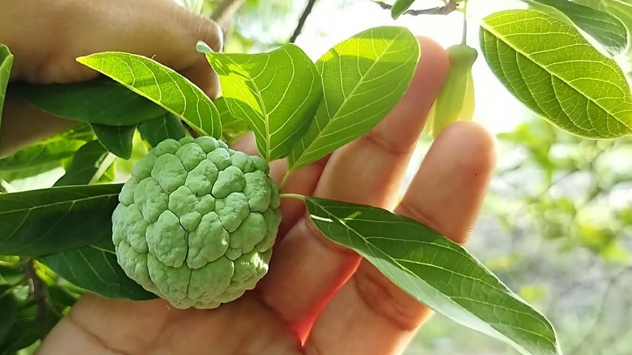 சீதாமரம் | Seetha Maram | Custard apple tree - YouTube