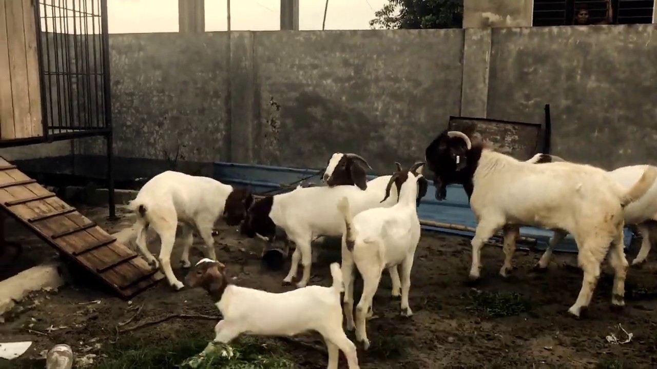 Best quality boer goat in Bangladesh - YouTube