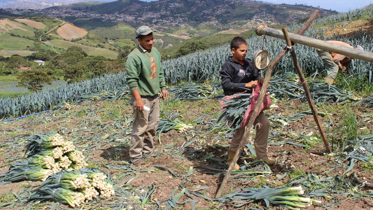 Mensaje de los Agricultores que Cultivan Ajo Porro o Puerro - YouTube