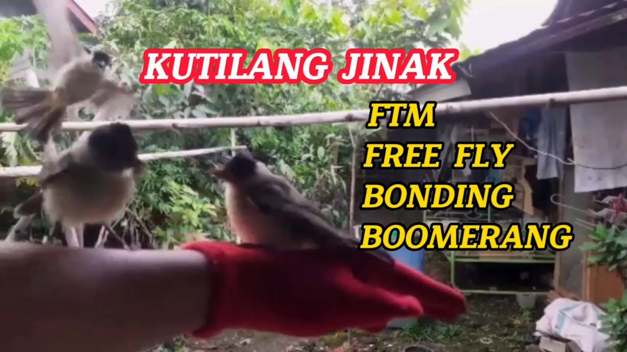 Burung jinak free fly - YouTube