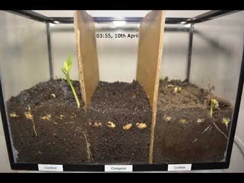 Time lapse of a tree in control , compost and coffee | Negiup Choices ...