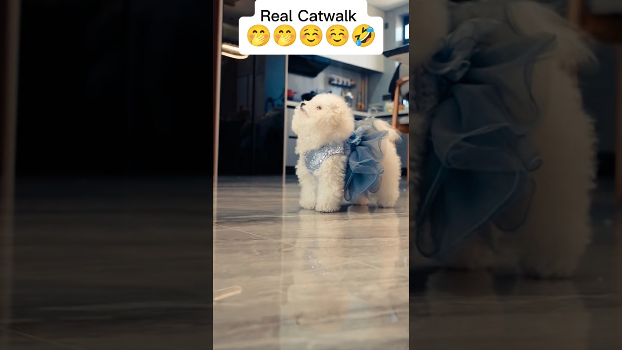Catwalk #petsvlog #cat #cute #kitten #puppy #dog #doglover - YouTube