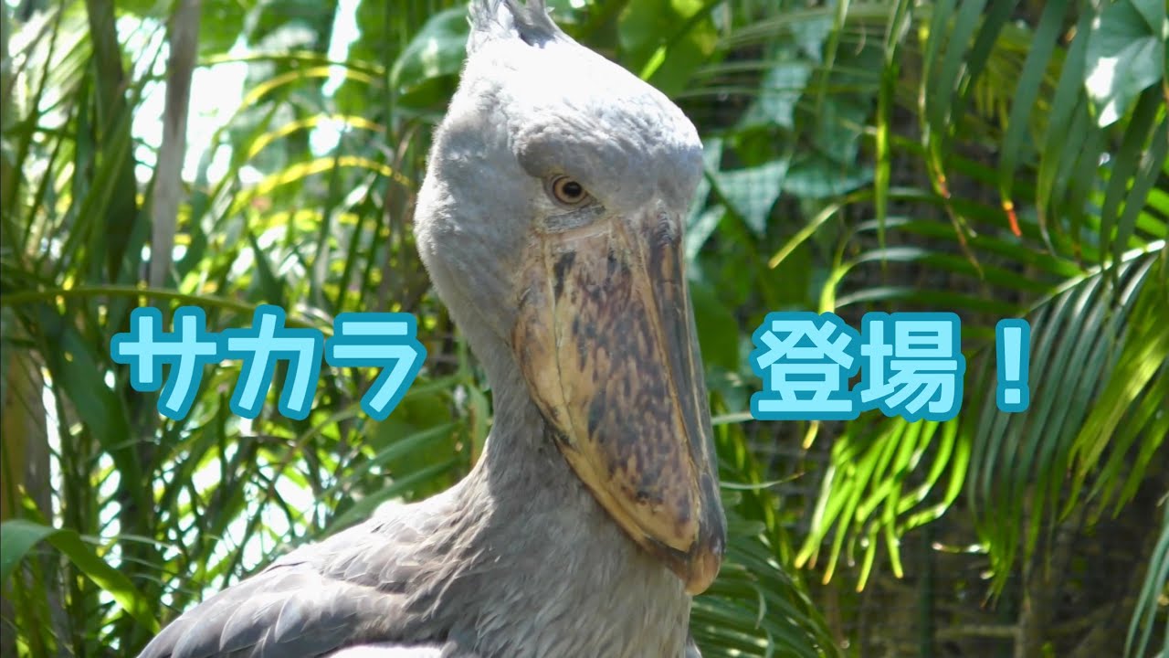 ハシビロコウ サカラくん ゆっくりと登場しました【神戸どうぶつ王国】Shoebill Sakala-kun Kobe Animal ...