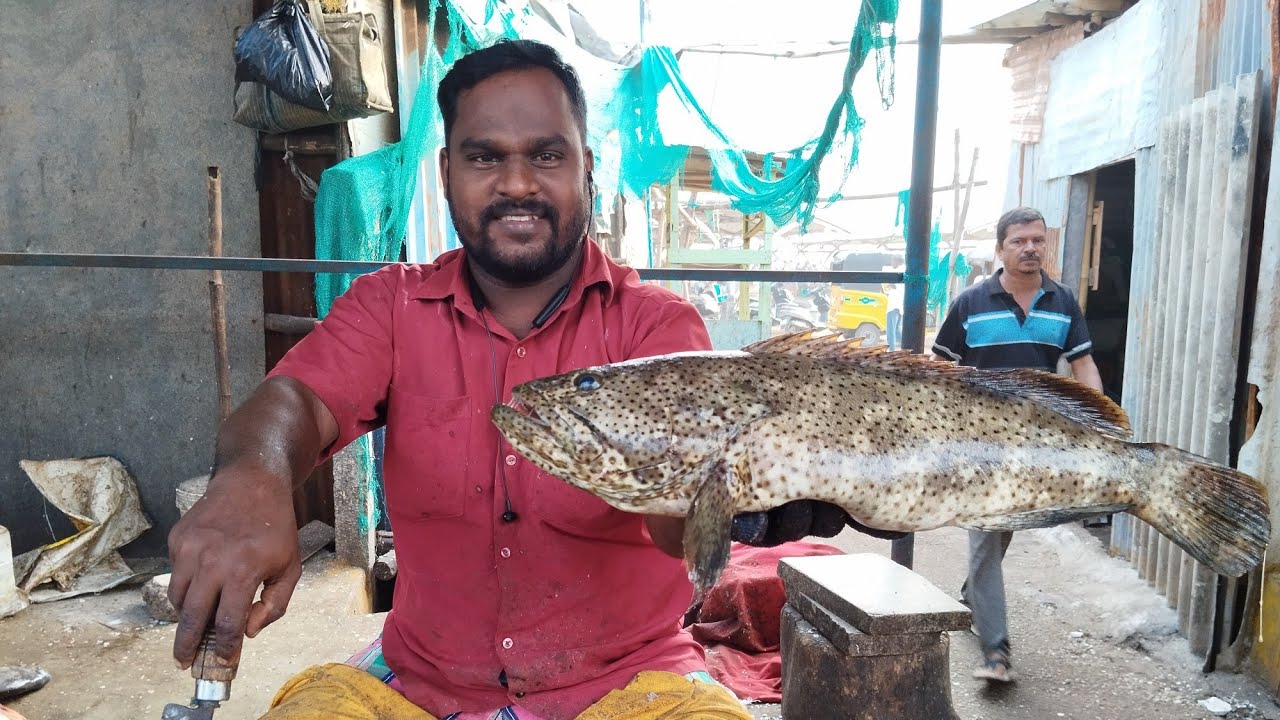 KALAVAN FISH CUTTING IN KASIMADU FISH MARKET - YouTube