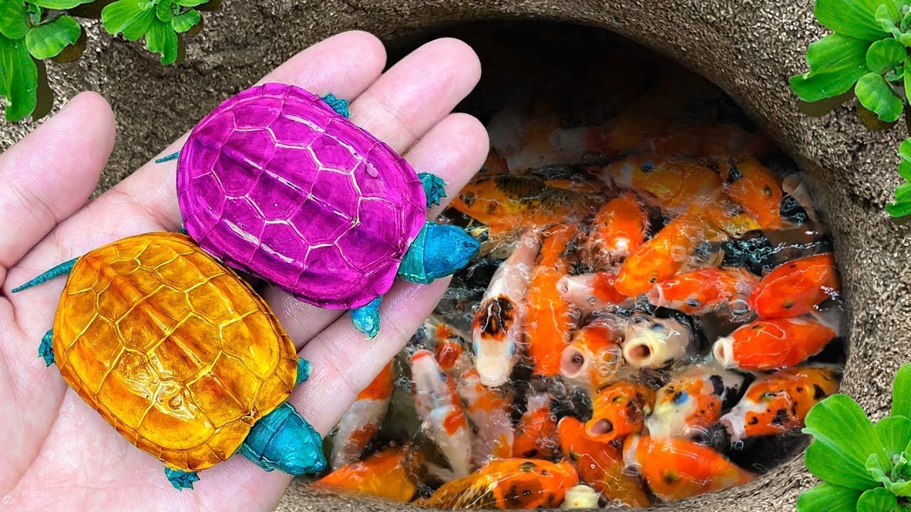 Video Catching Baby Turtles In Surprise Colorful Eggs, Guppies ...
