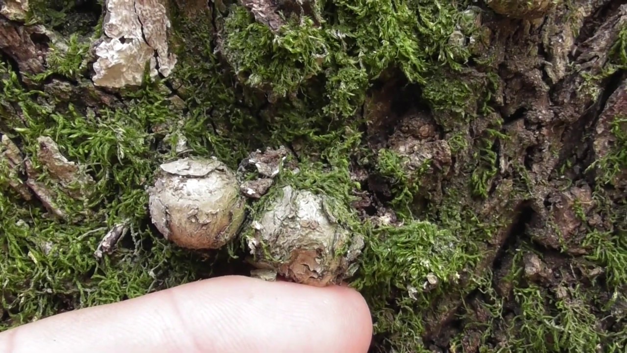 Oak diseases, galls of insects on rotten oak trunk - YouTube