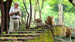 This Scientist Has Been Studying Monkeys for Over 50 Years - KidzTube