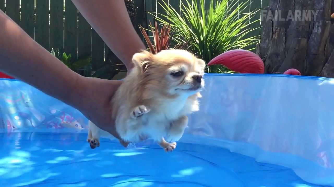 Funny animal fails compilation from failArmy #1 - YouTube