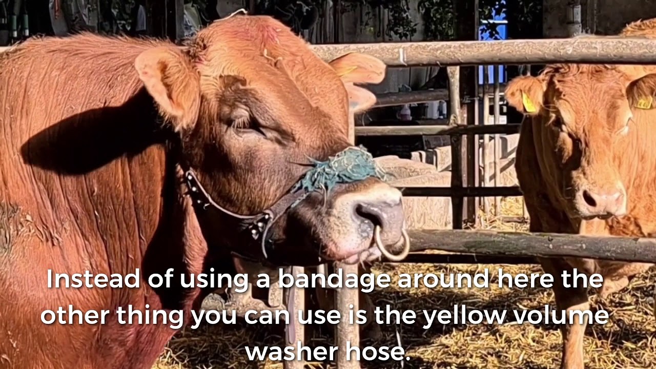 Vasectomised Bull as a Method for Heat Detection - YouTube