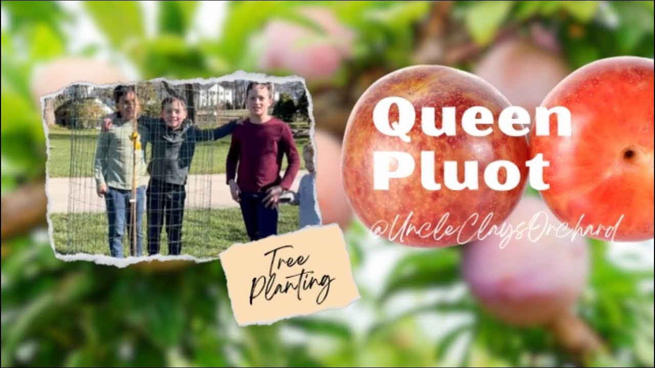 Pluot Power! Planting the Perfect Hybrid Tree - YouTube