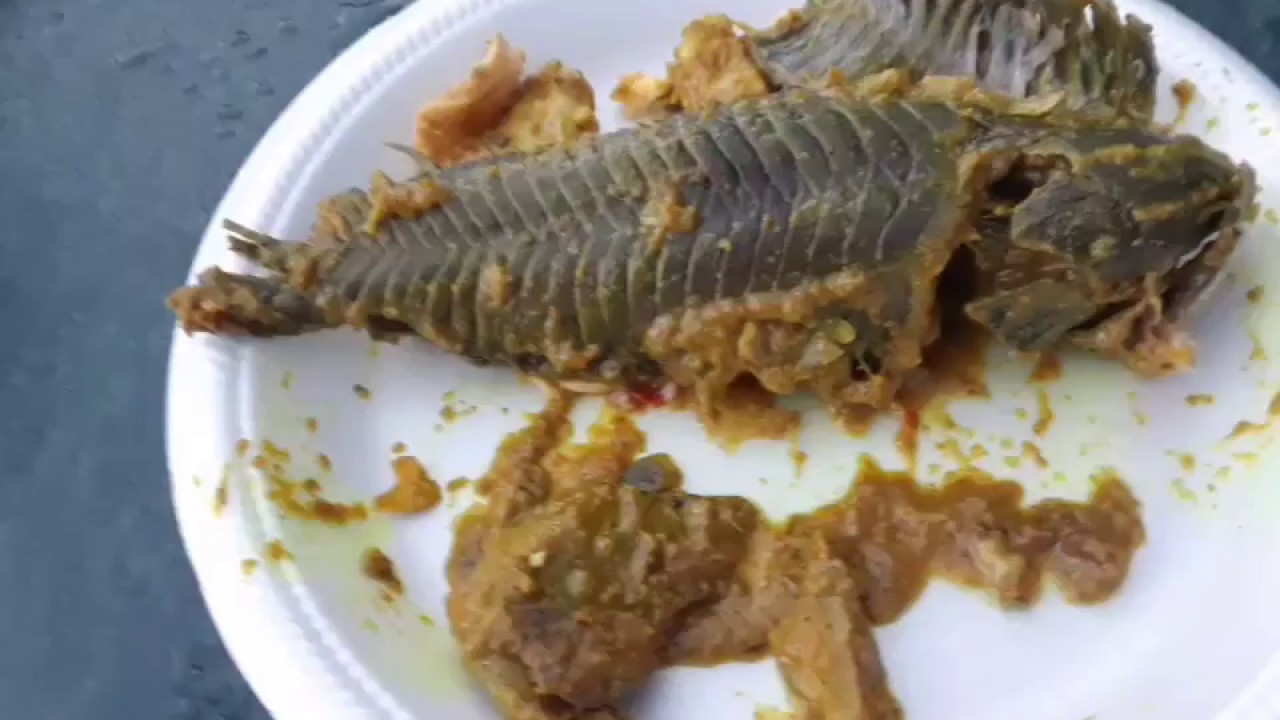 Armored Catfish Hassa