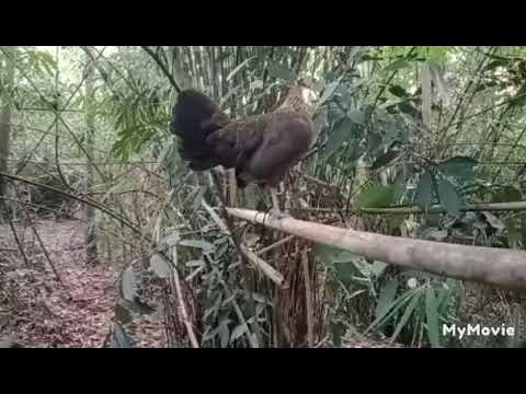 poj qaib seev tsauj tuaj zoo 2023 - YouTube