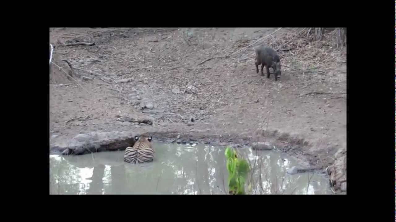 TIGER KILLING WILD BOAR - YouTube