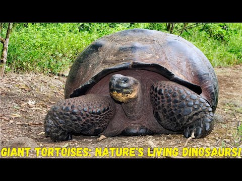 Giant Tortoise: Facts About Nature's Oldest Living Dinosaurs! - YouTube