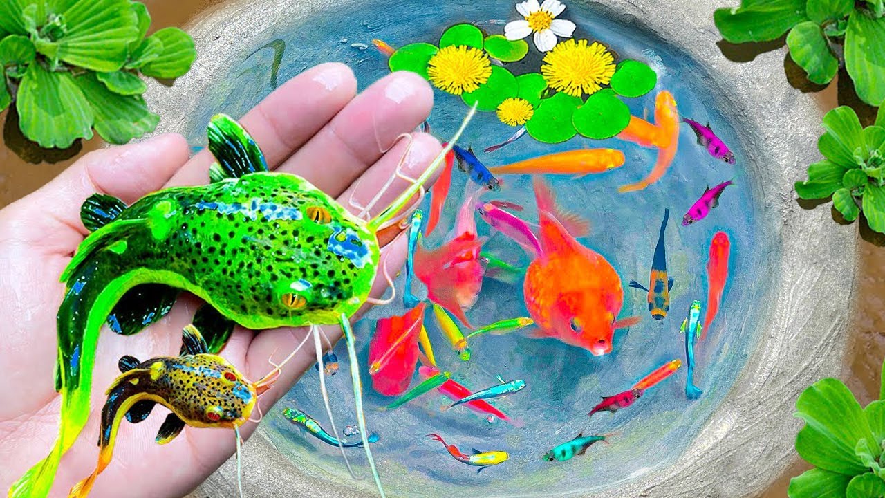 Catch Colorful Small Snakehead Fish In Small Pond, Hikin Fish, Ranchu ...