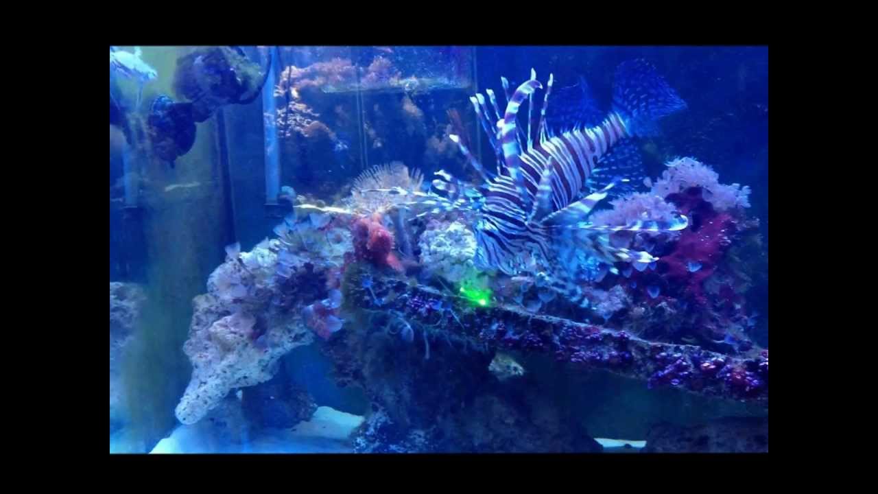 Lion Fish chasing laser pointer. - YouTube